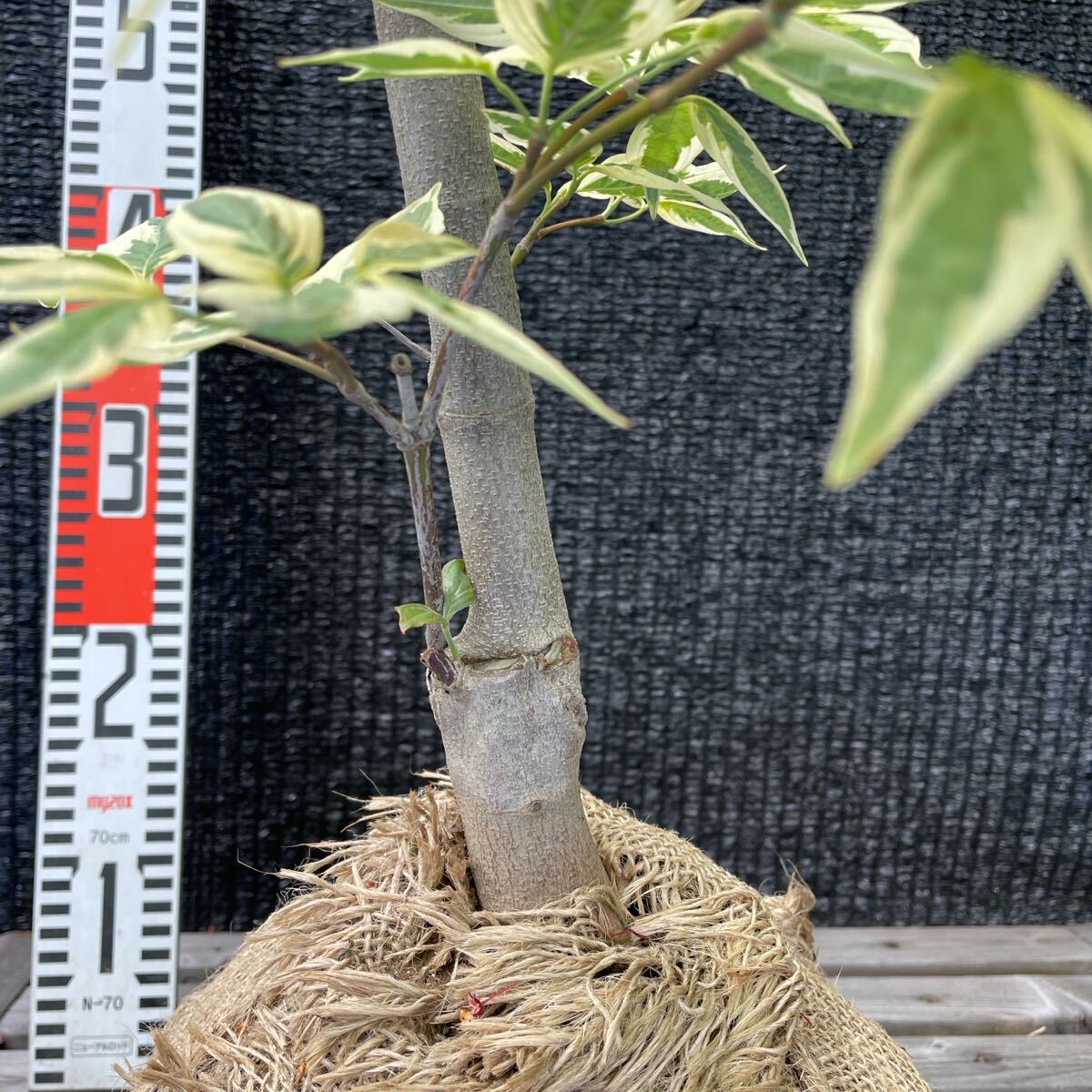 Yahoo!オークション - 斑入りハナミズキ 彩 【品番3336】