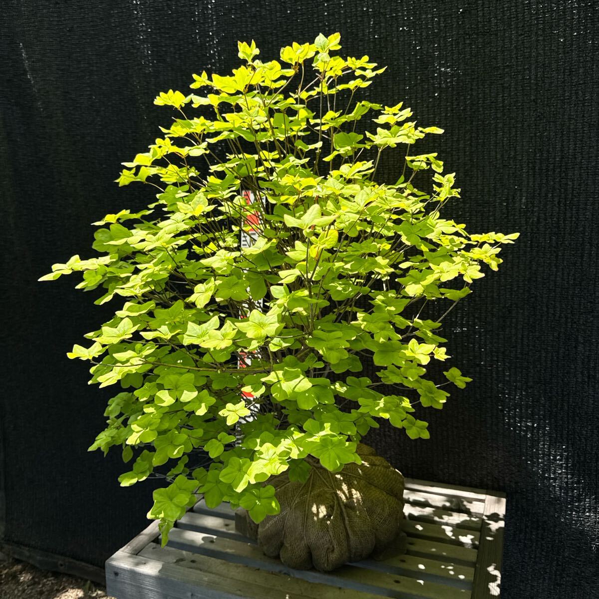 Yahoo!オークション - シロヤシオツツジ 大株【品番1767 】 庭木 植木 ...