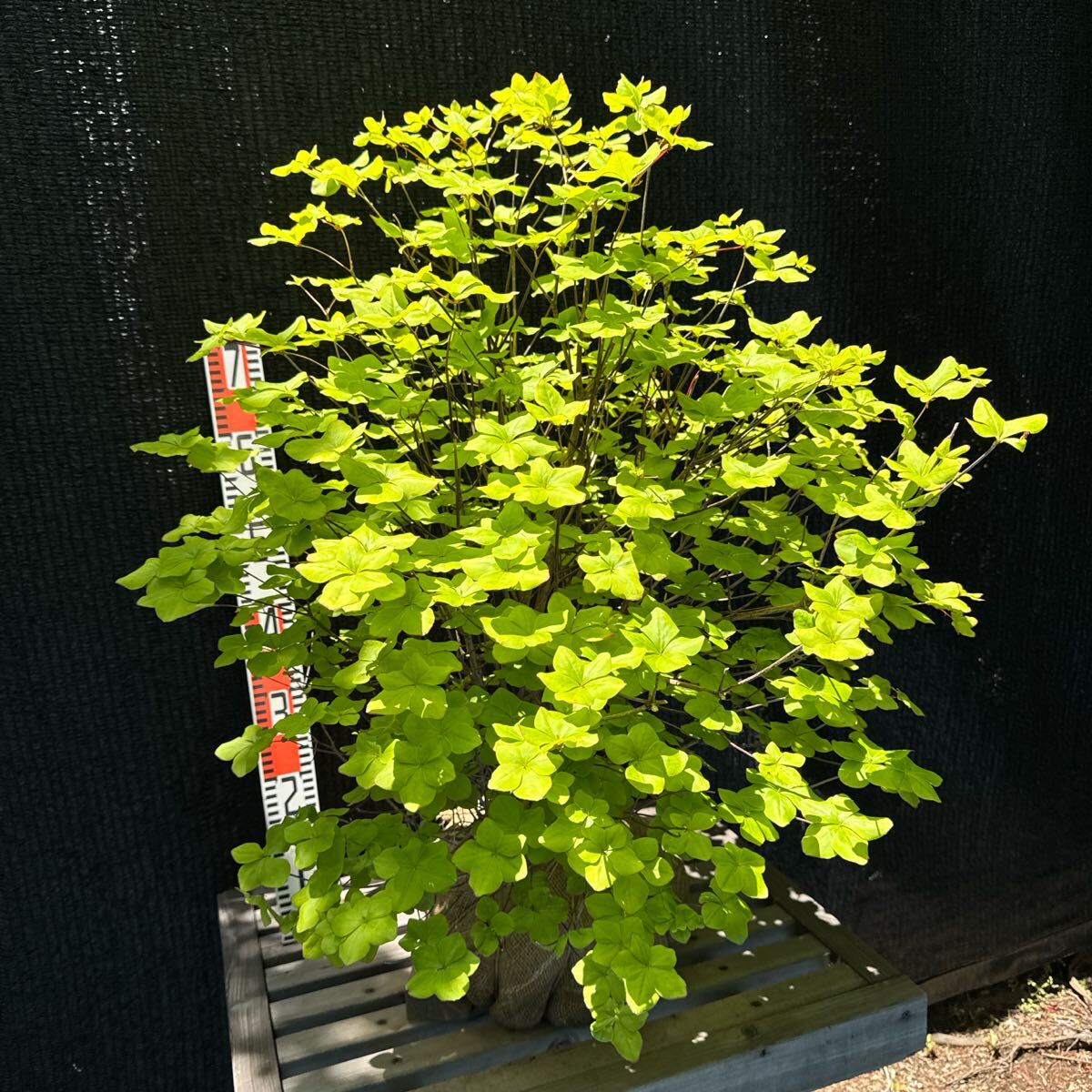 Yahoo!オークション - シロヤシオツツジ 大株【品番1767 】 庭木 植木 ...