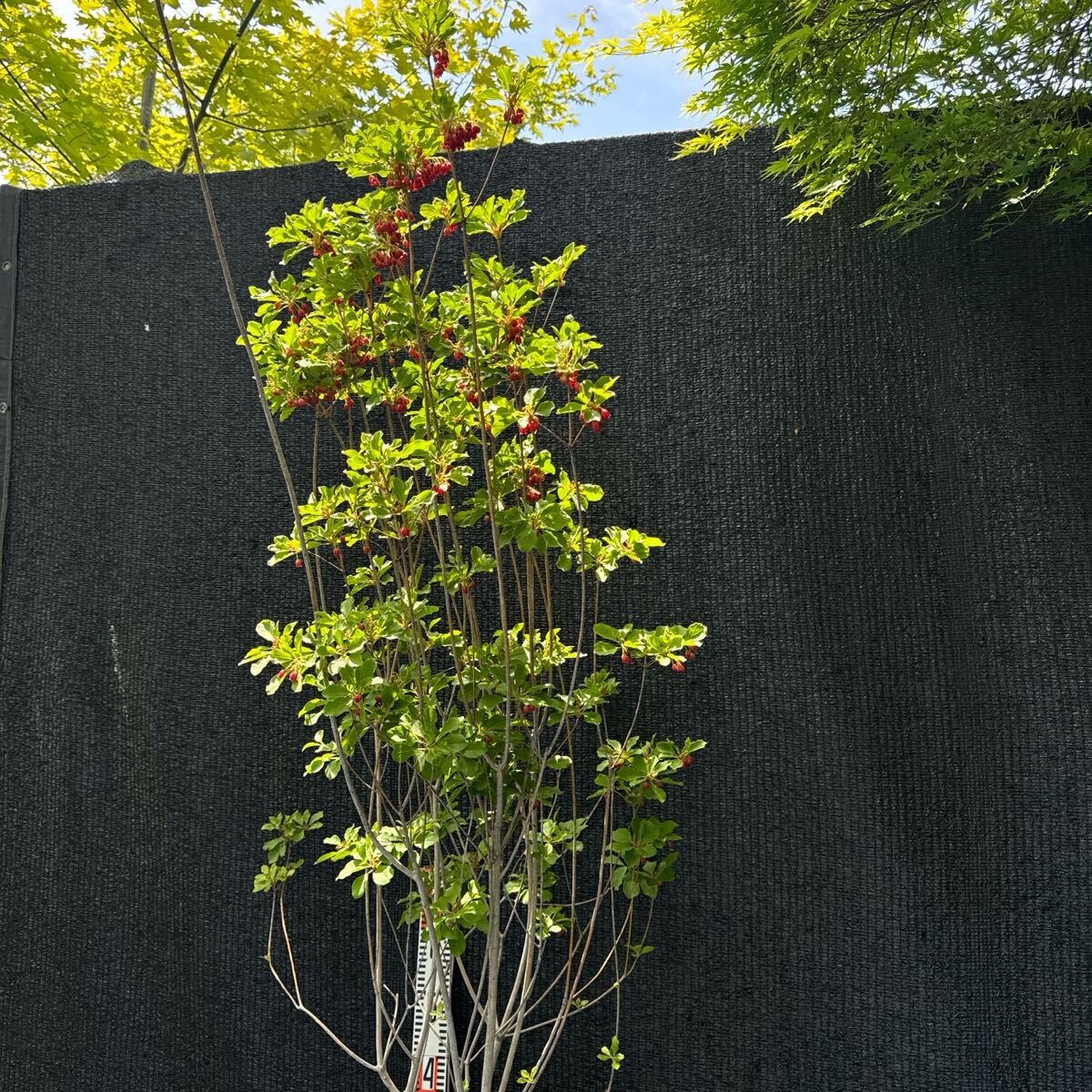 Yahoo!オークション - ベニサラサドウダンツツジ 大株【品番3287】