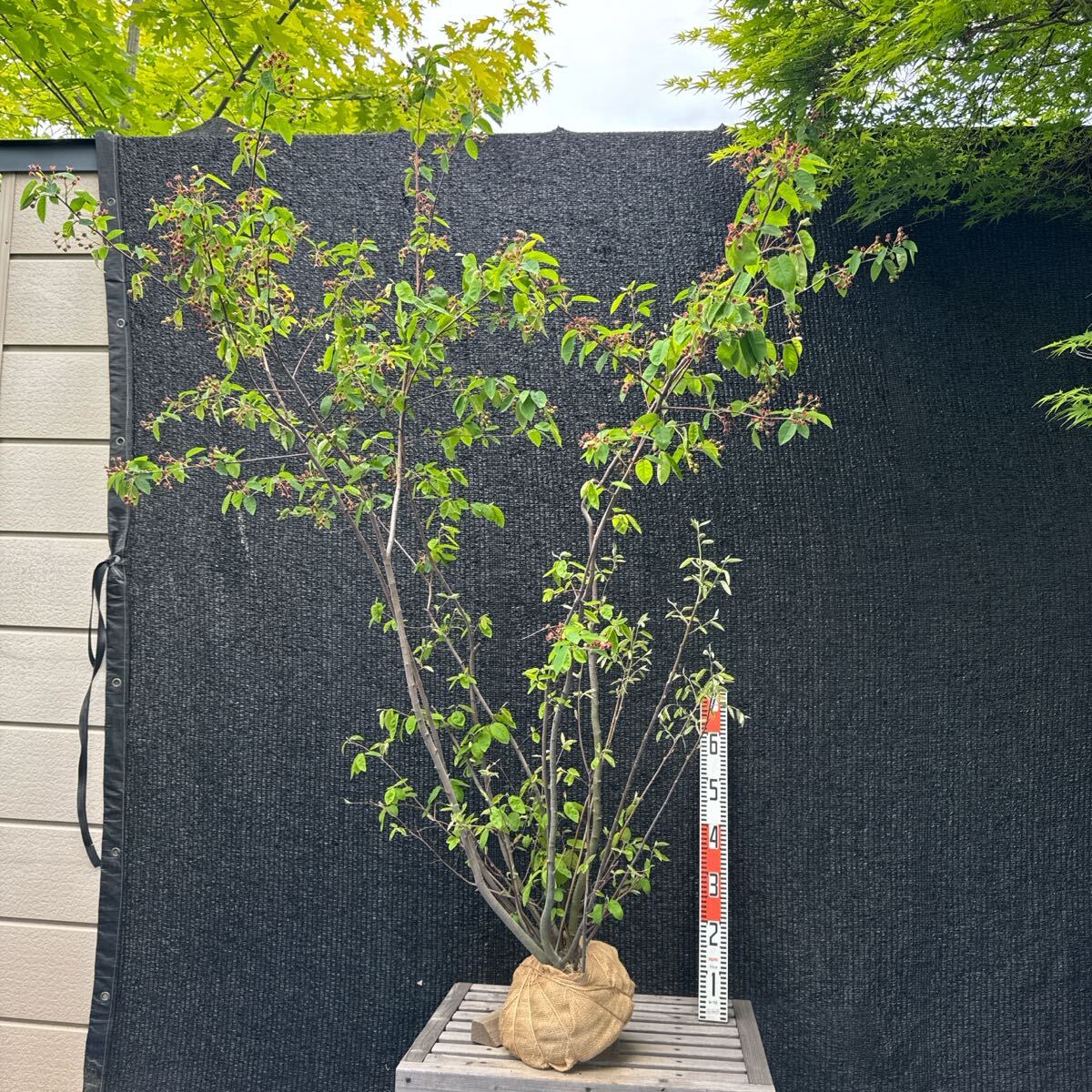 Yahoo!オークション - ジューンベリー 大株 【品番3253】