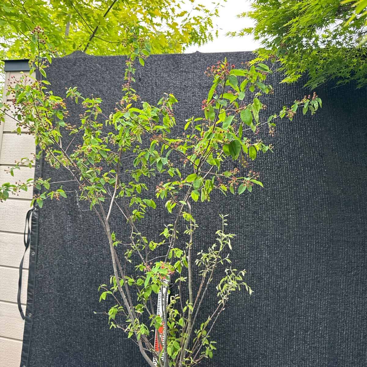 Yahoo!オークション - ジューンベリー 大株 【品番3253】