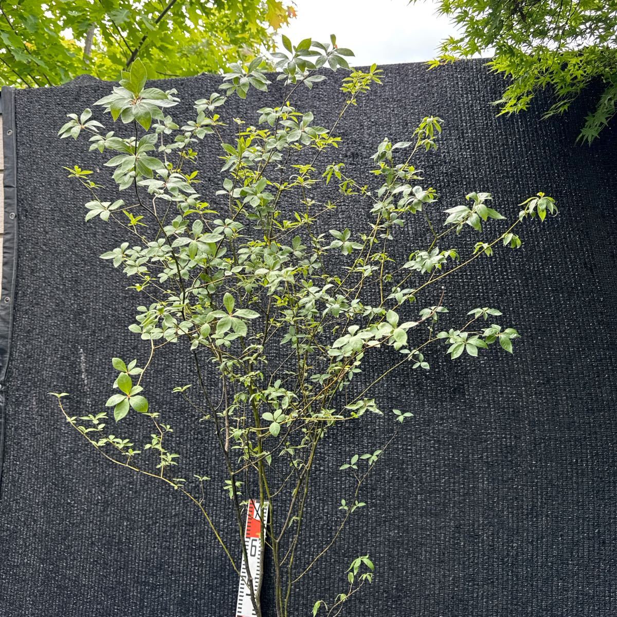 Yahoo!オークション - クロモジ 山採り 大株 【品番3368】