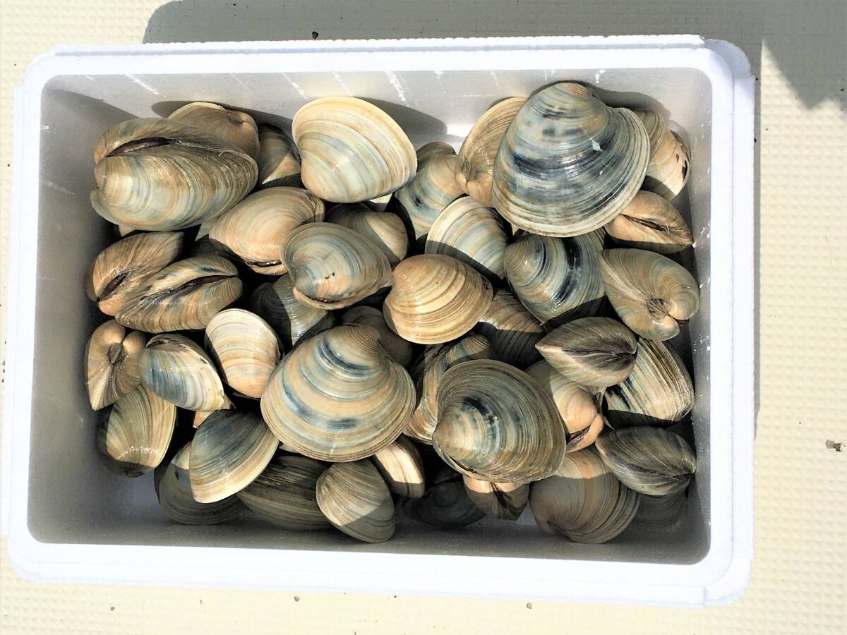 Yahoo!オークション - ホンビノス貝M～L5kg混合 千葉県産