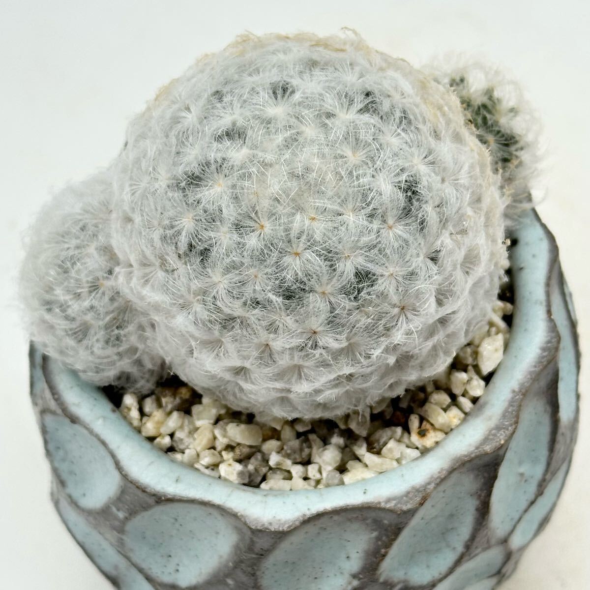 Yahoo!オークション - マミラリア 白星 サボテン・多肉植物 CACTI7 52...