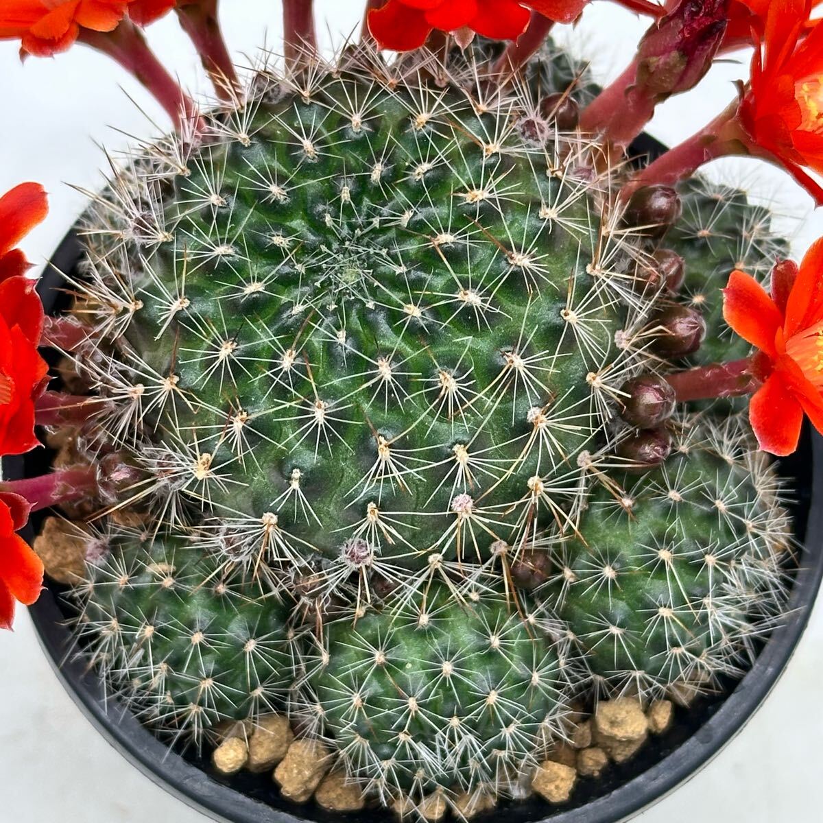 Yahoo!オークション - レブチア 瑠璃鳥 サボテン・多肉植物 CACTI7 95...