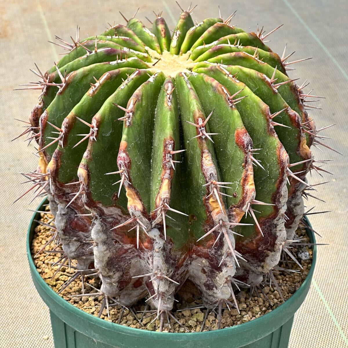Yahoo!オークション - エキノカクタス 弁慶 サボテン・多肉植物 CACTI...