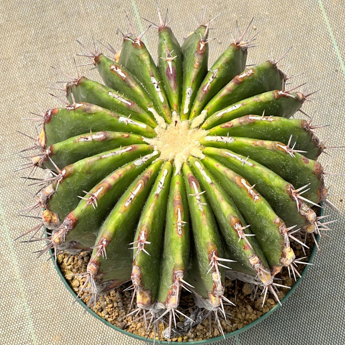 Yahoo!オークション - エキノカクタス 弁慶 サボテン・多肉植物 CACTI...