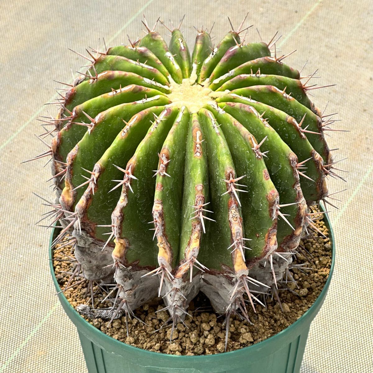 Yahoo!オークション - エキノカクタス 弁慶 サボテン・多肉植物 CACTI...