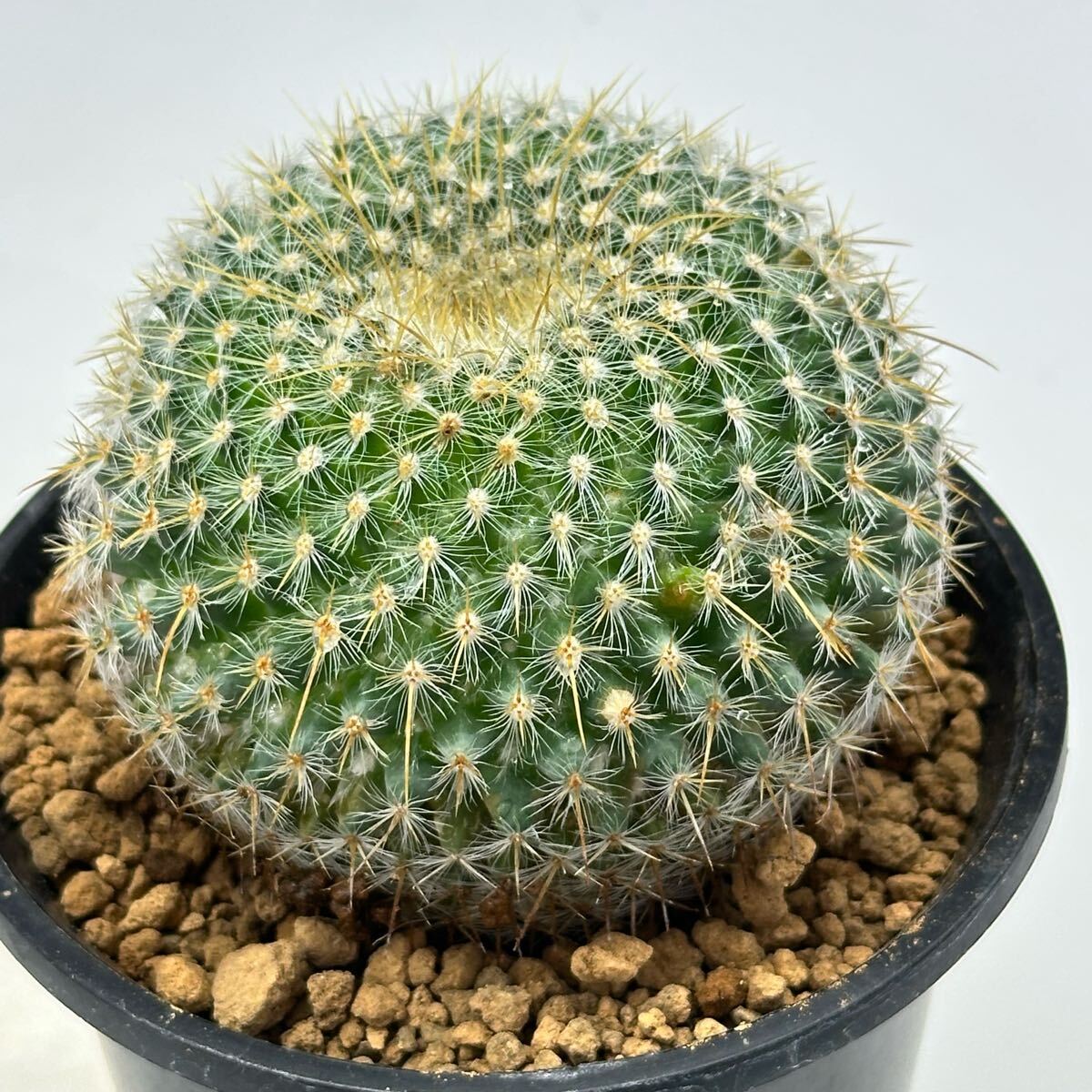 Yahoo!オークション - マミラリア 黄神丸 サボテン・多肉植物 CACTI7 ...