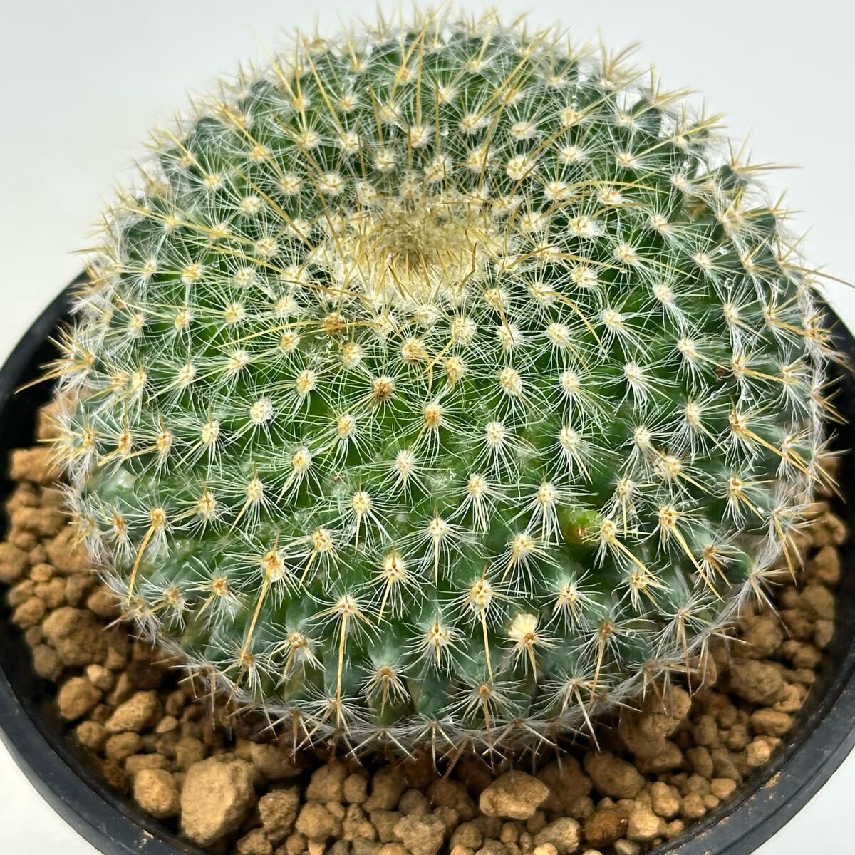 Yahoo!オークション - マミラリア 黄神丸 サボテン・多肉植物 CACTI7 ...