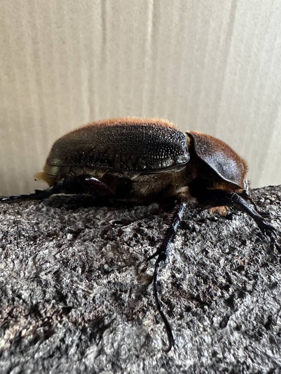 Yahoo!オークション - DHヘラクレス ♀単68mm まもなく後食