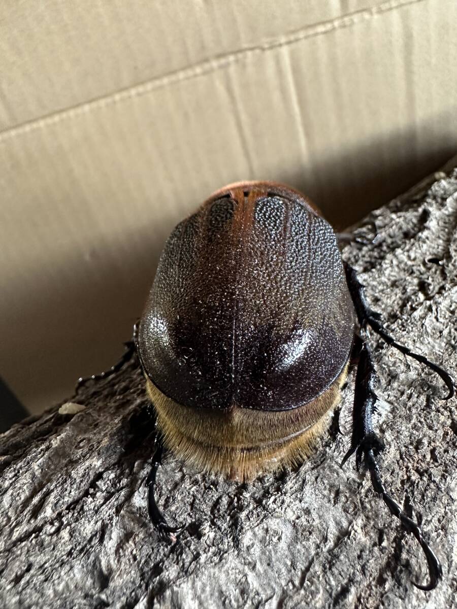 Yahoo!オークション - DHヘラクレス ♀単68mm まもなく後食