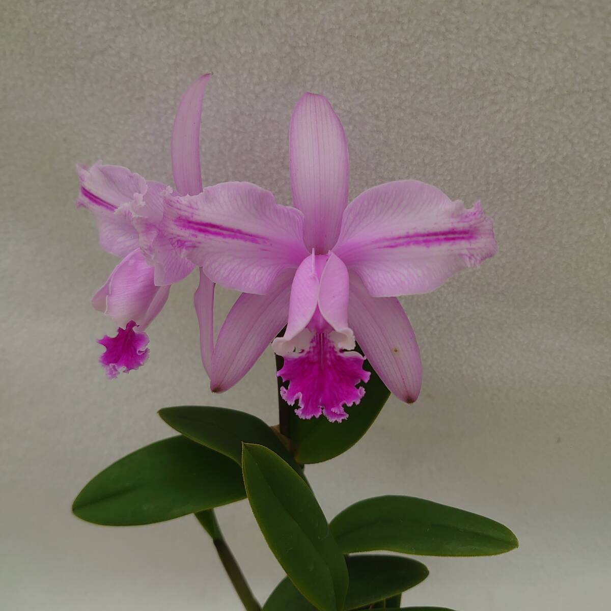 Yahoo!オークション - 05. 洋蘭カトレアCattleya属 C. intermedia flam...