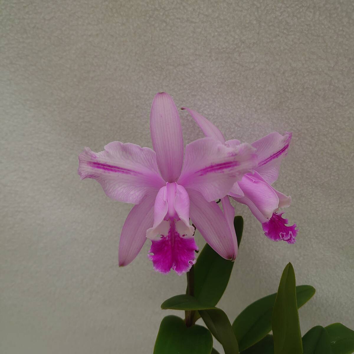 Yahoo!オークション - 05. 洋蘭カトレアCattleya属 C. intermedia flam...