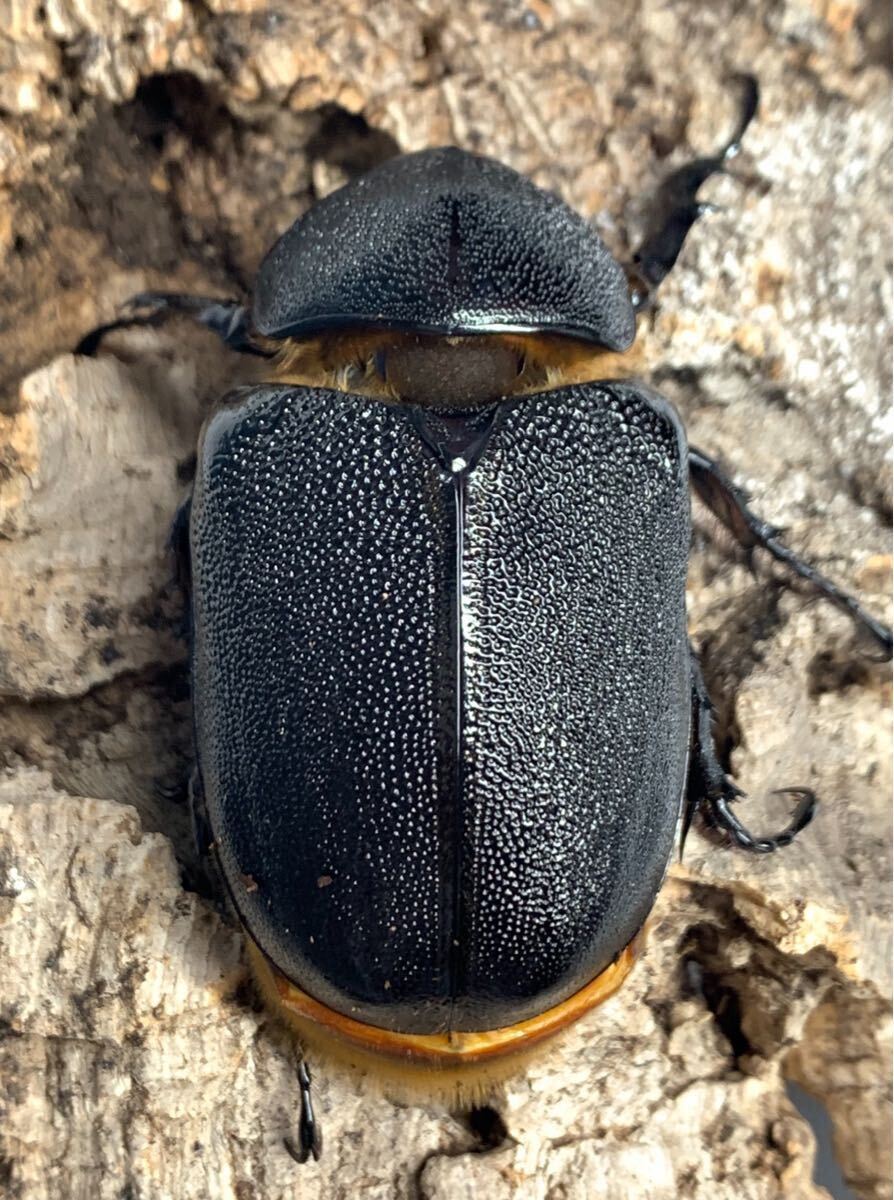 Yahoo!オークション - サタンオオカブト CBF1 成虫 ♀単品 未後食 61....