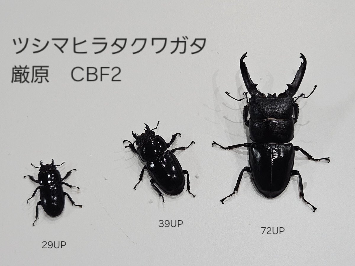 Yahoo!オークション - ツシマヒラタクワガタペア【CBF2】TH-1