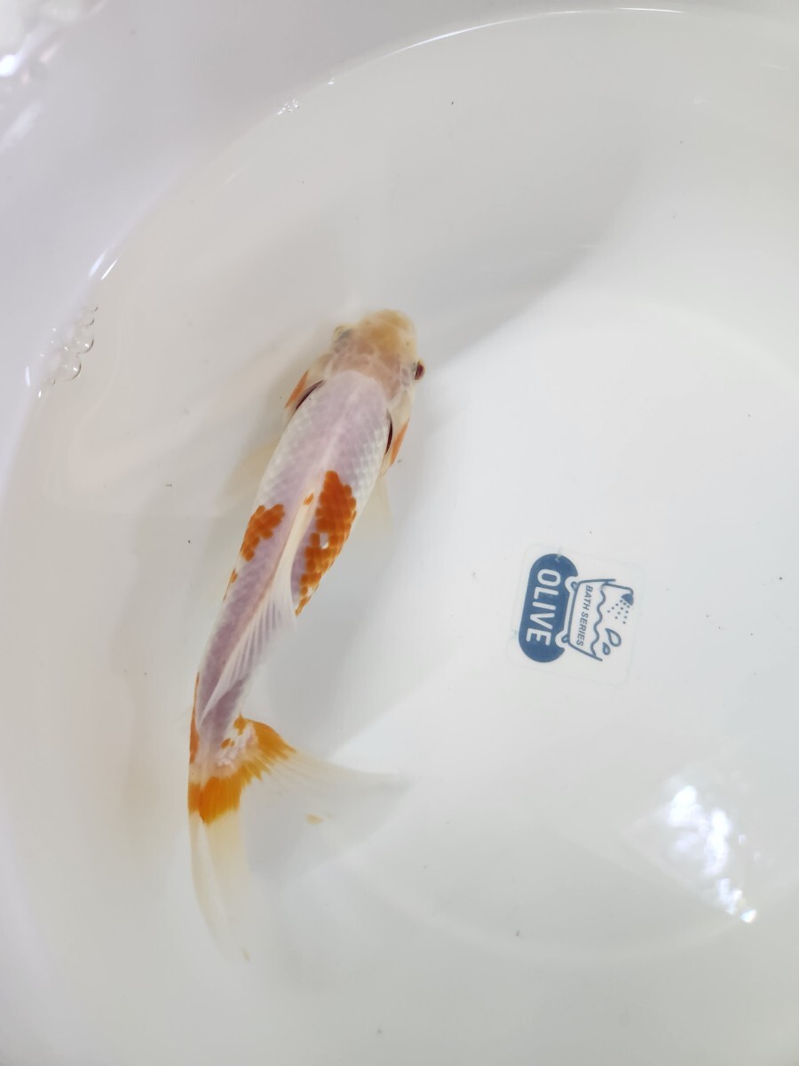 Yahoo!オークション - 国産 黄和金14cm±