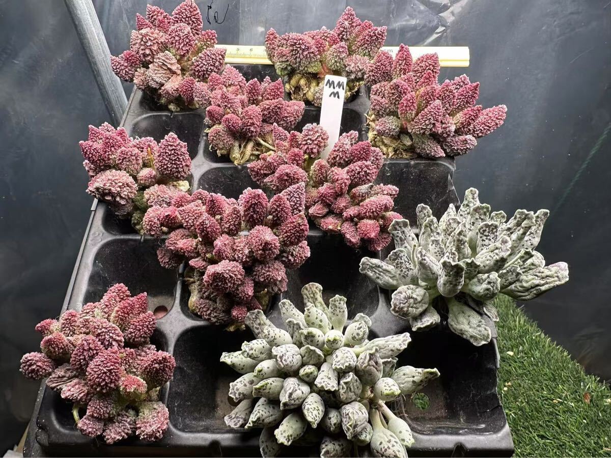 Yahoo!オークション - MMM 多肉植物 エケベリア ミックス一組 輸入品 ...