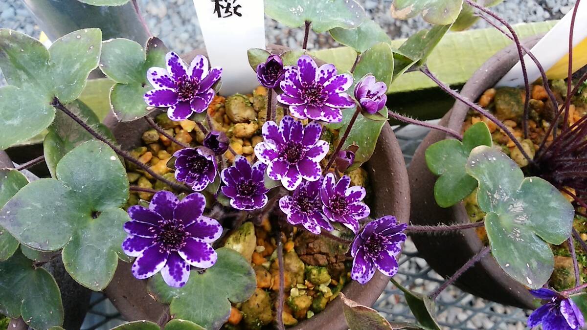 Yahoo!オークション - 雪割草 No97 すだれ色々の種子 D