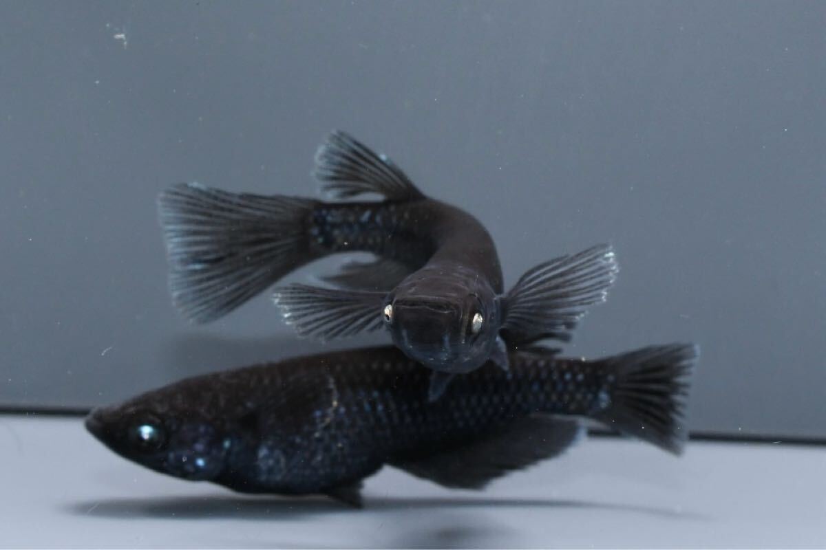 Yahoo!オークション - 【80】曜変天目×プレアデスアースアイ 1ペア(オ...