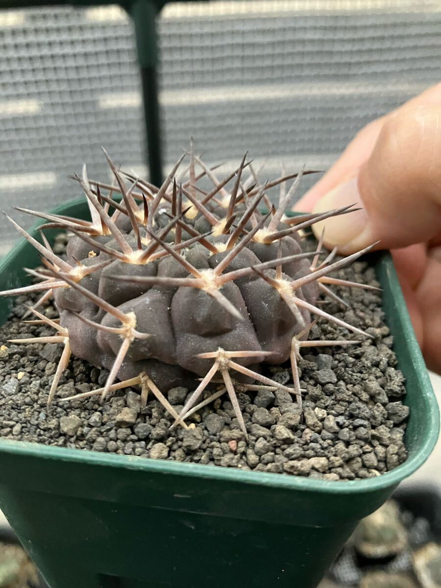 Yahoo!オークション - Gymnocalycium piltziorum ギムノカリキウム ピ...
