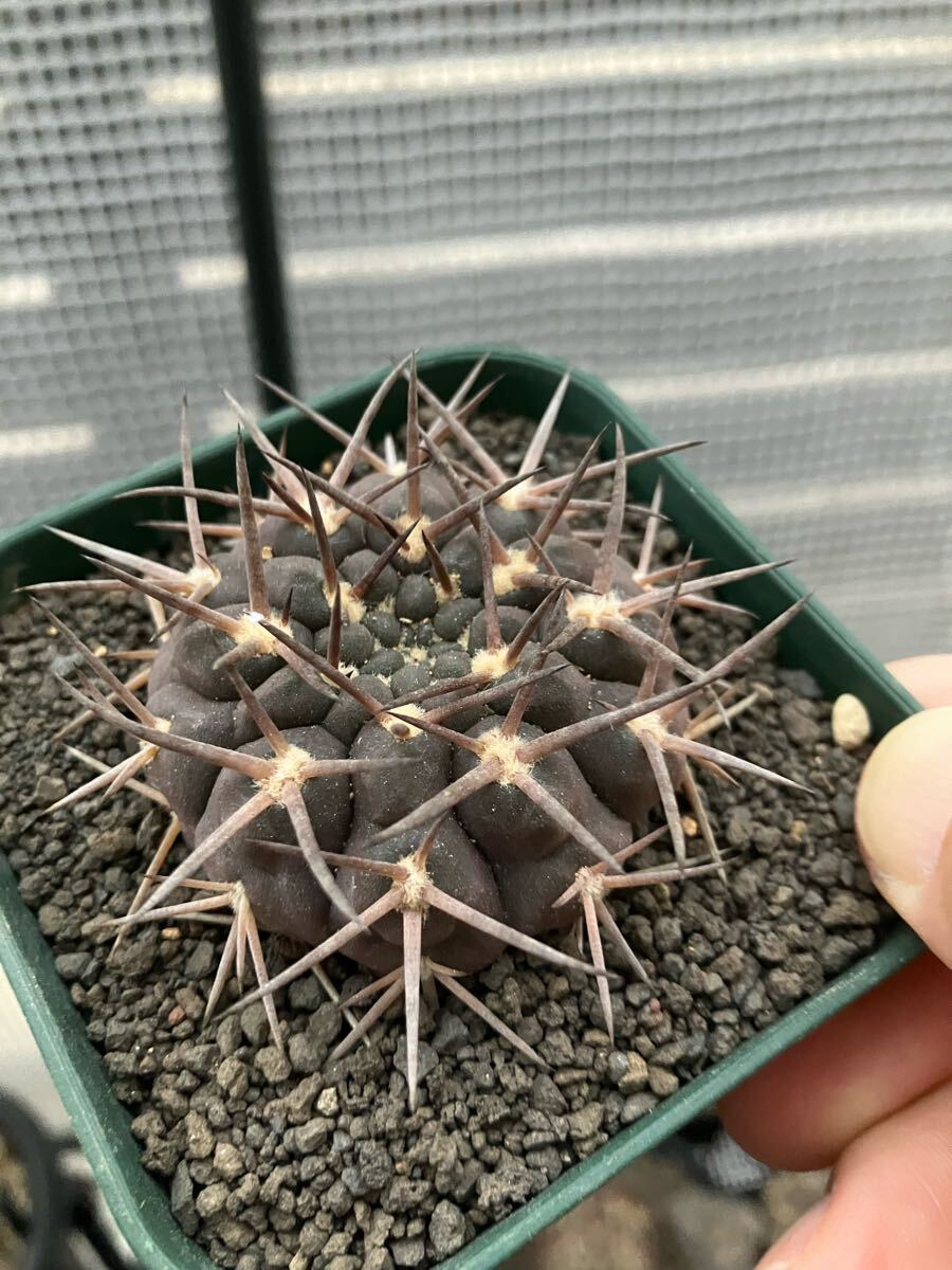 Yahoo!オークション - Gymnocalycium piltziorum ギムノカリキウム ピ...