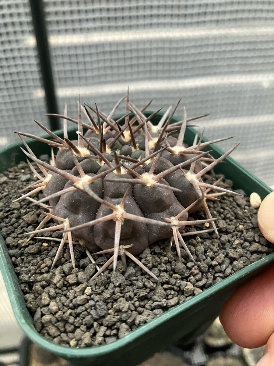 Yahoo!オークション - Gymnocalycium piltziorum ギムノカリキウム ピ...