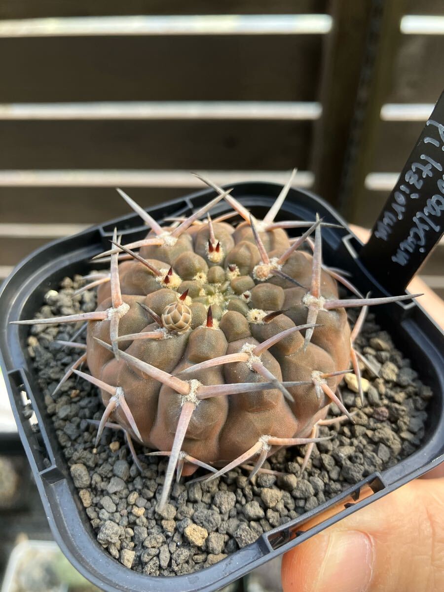 Yahoo!オークション - Gymnocalycium piltziorumギムノカリキウム ピル...