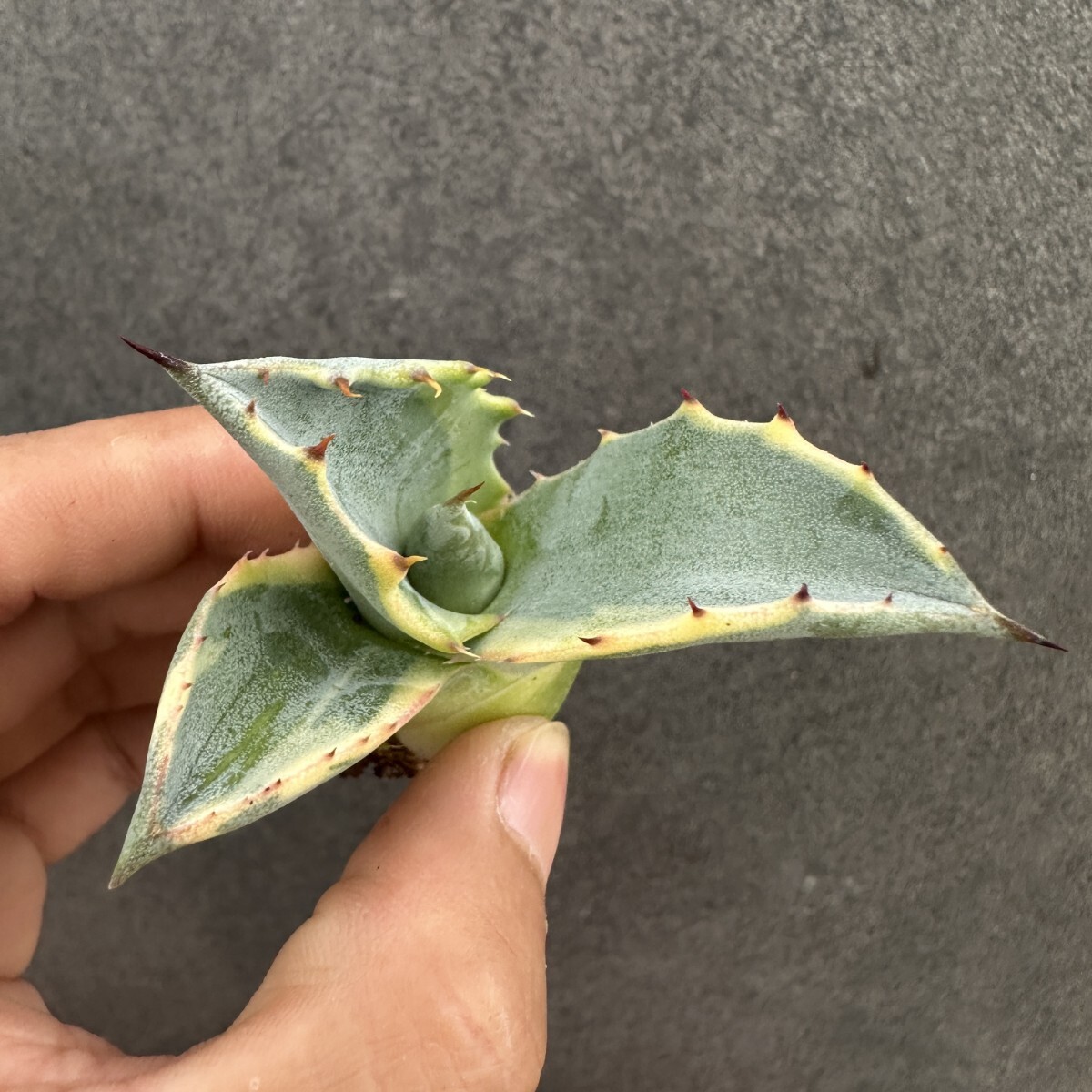 Yahoo!オークション - e33 アガベ サルミアナ リップルエフェクト 胴切...