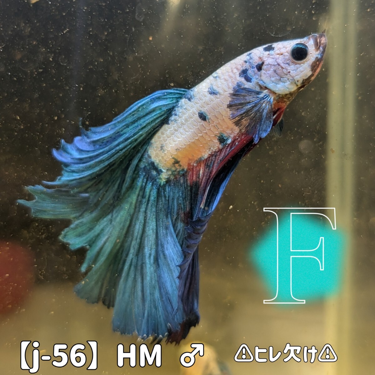 Yahoo!オークション - 【j56】ハーフムーン わけアリ ♂ マーブル GALA...