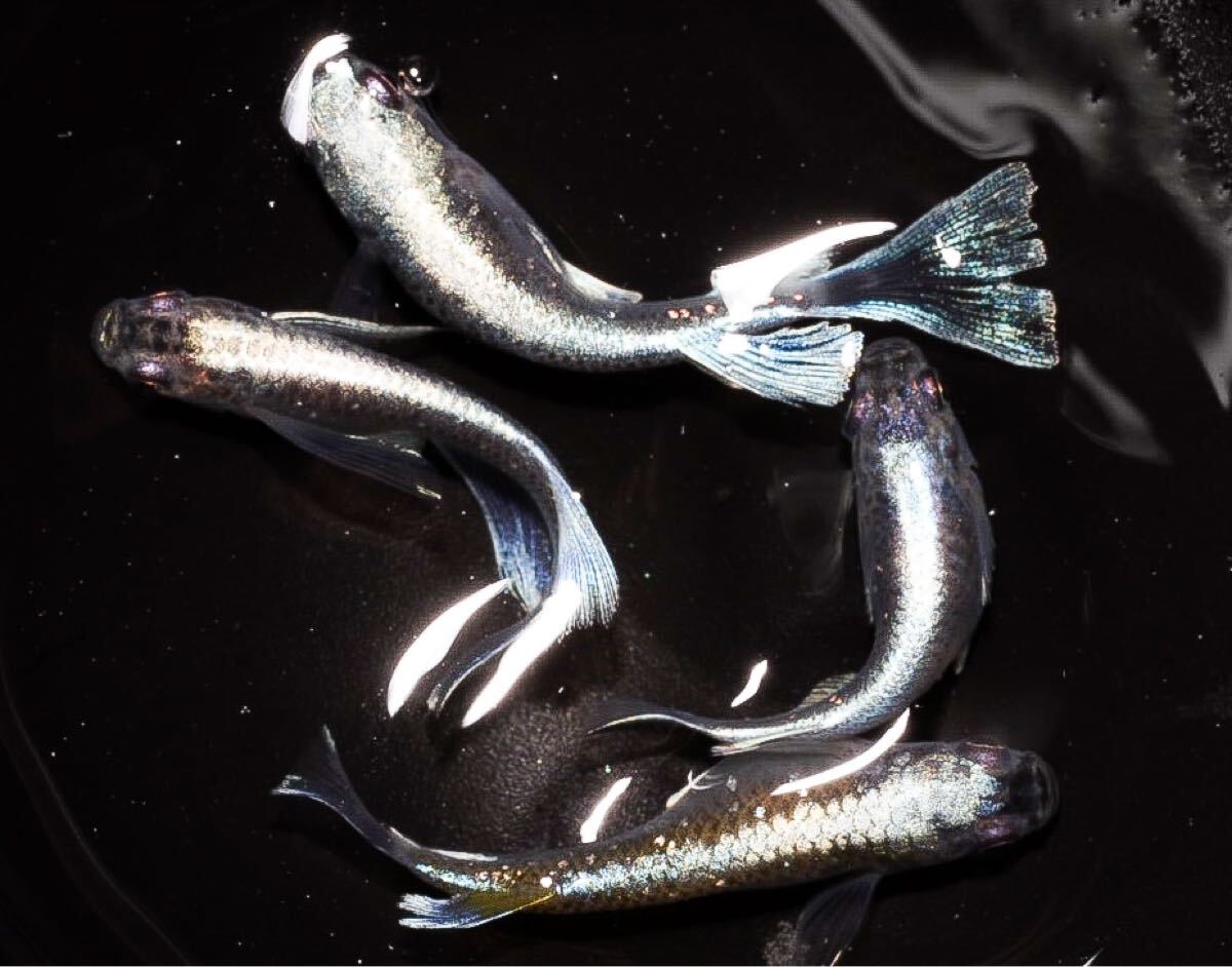 Yahoo!オークション - 【NIDO】極上 そうめん(RLF) 2ペア(1ペアヘテロ)...