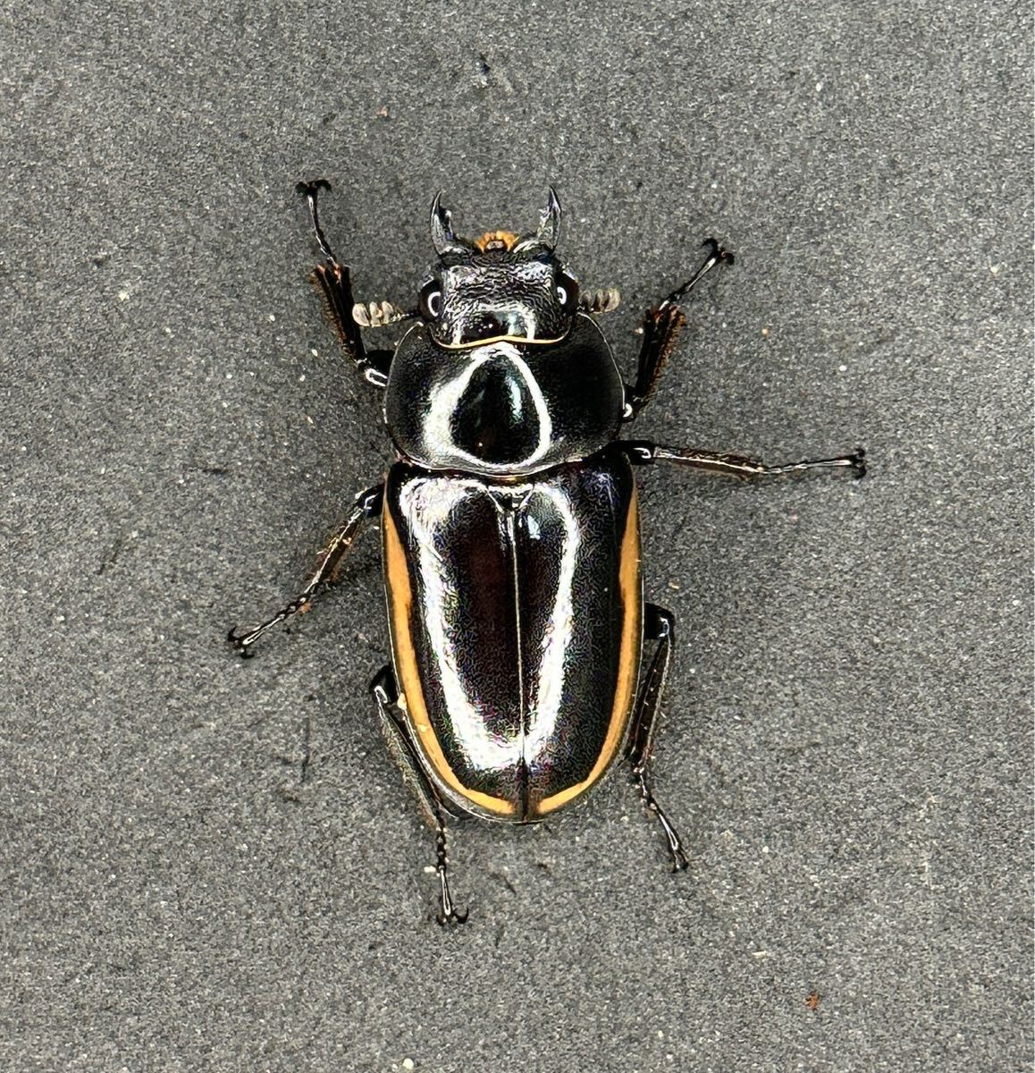 Yahoo!オークション - デキピエンスノコギリクワガタ59ミリ成虫ペア ハ...