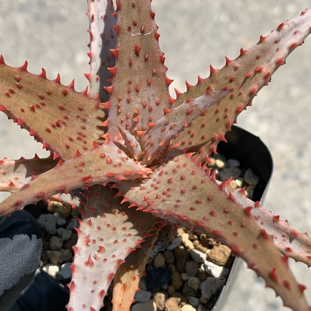 Yahoo!オークション - 05 Aloe hyb 'suisei' x castilloniae アロエハ...