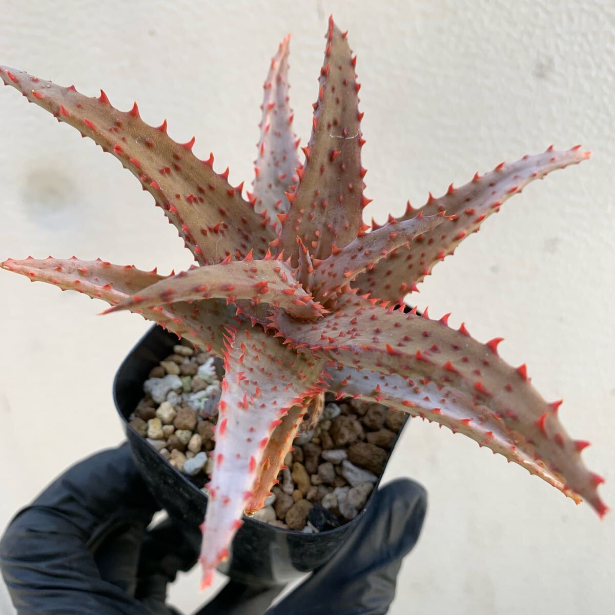 Yahoo!オークション - 05 Aloe hyb 'suisei' x castilloniae アロエハ...