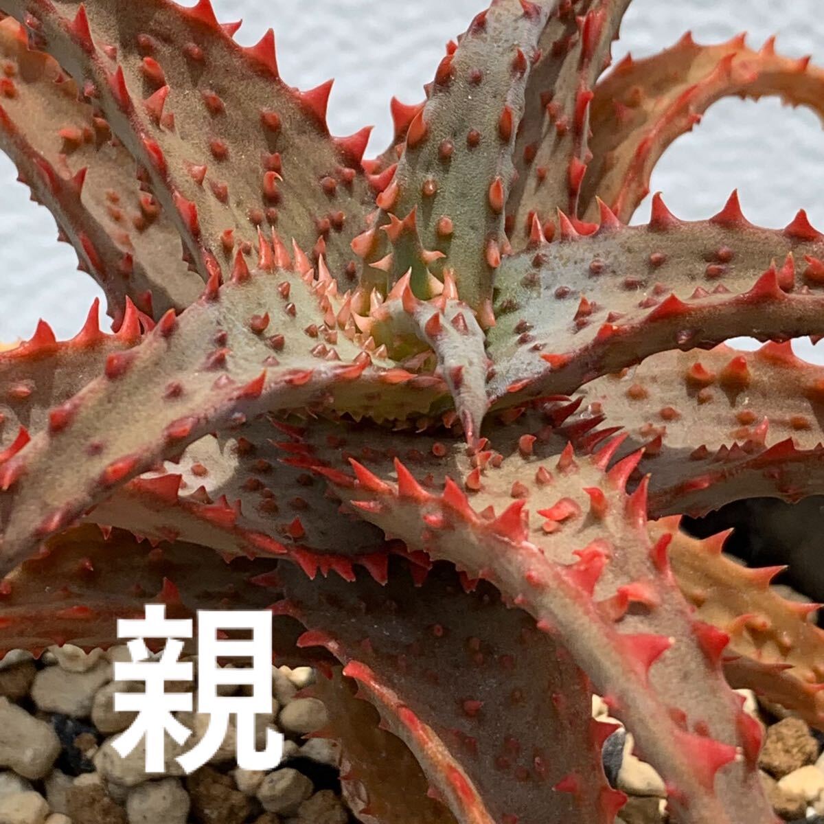 Yahoo!オークション - Aloe hyb 'Suisei' x castilloniae 03 アロエハ...