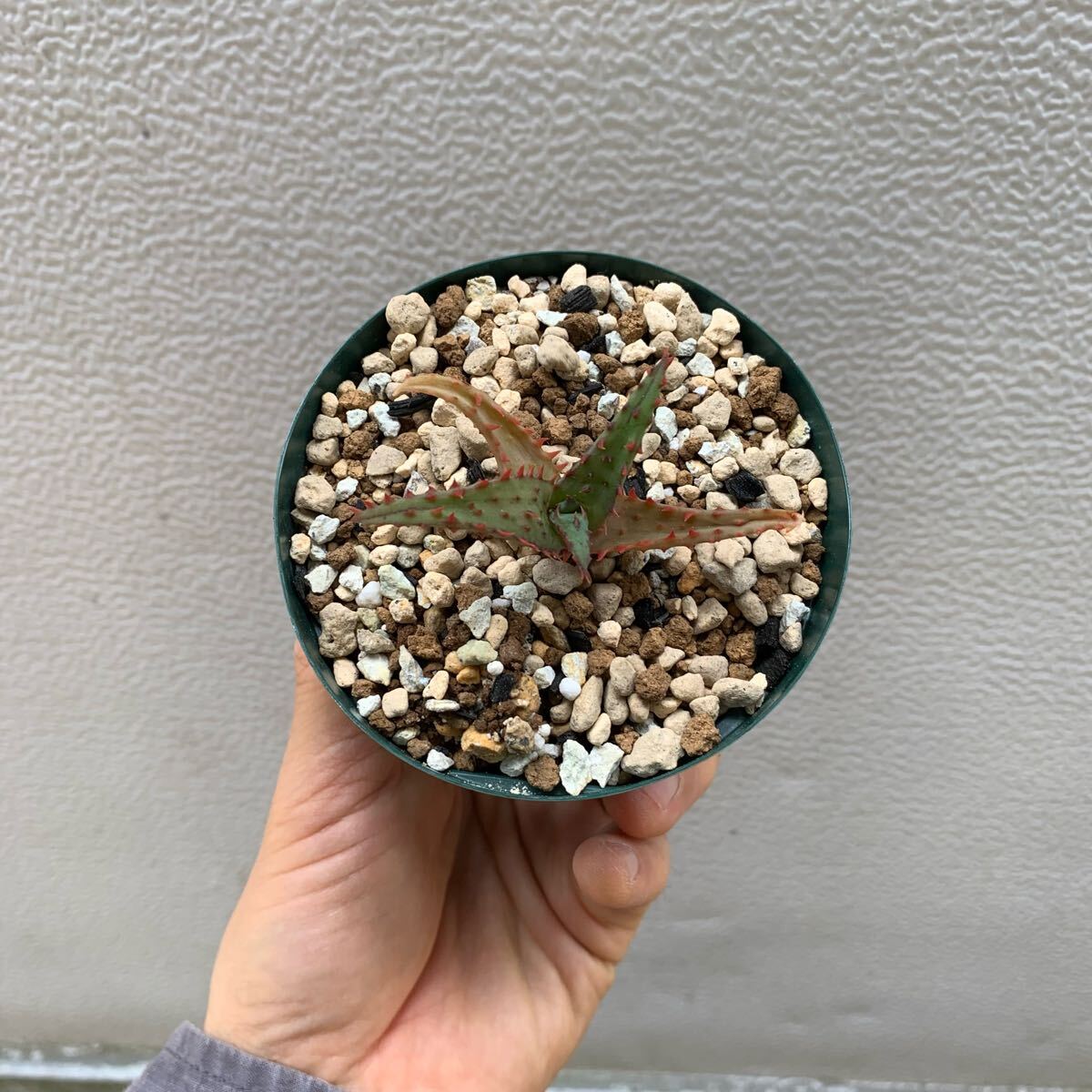 Yahoo!オークション - Aloe hyb 'Suisei' x castilloniae 03 アロエハ...