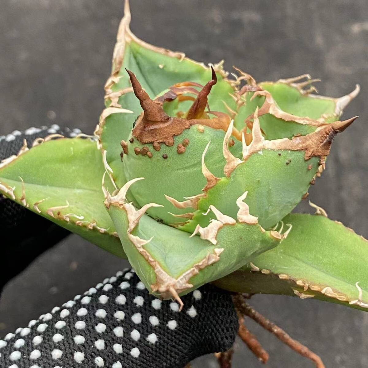 Yahoo!オークション - F42 多肉植物 アガベ チタノタ COK CG01 追星 コ...