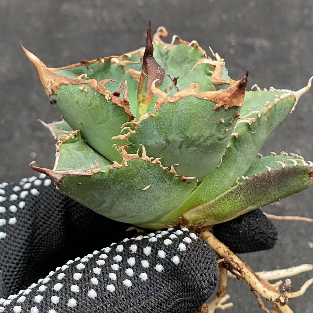 Yahoo!オークション - F43 多肉植物 アガベ チタノタ COK CG01 追星 コ...