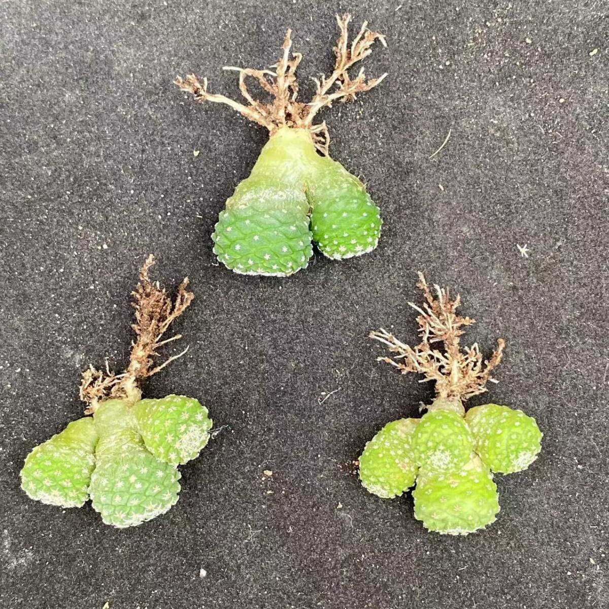 Yahoo!オークション - F99 多肉植物 サボテン Strombocactus disciform...