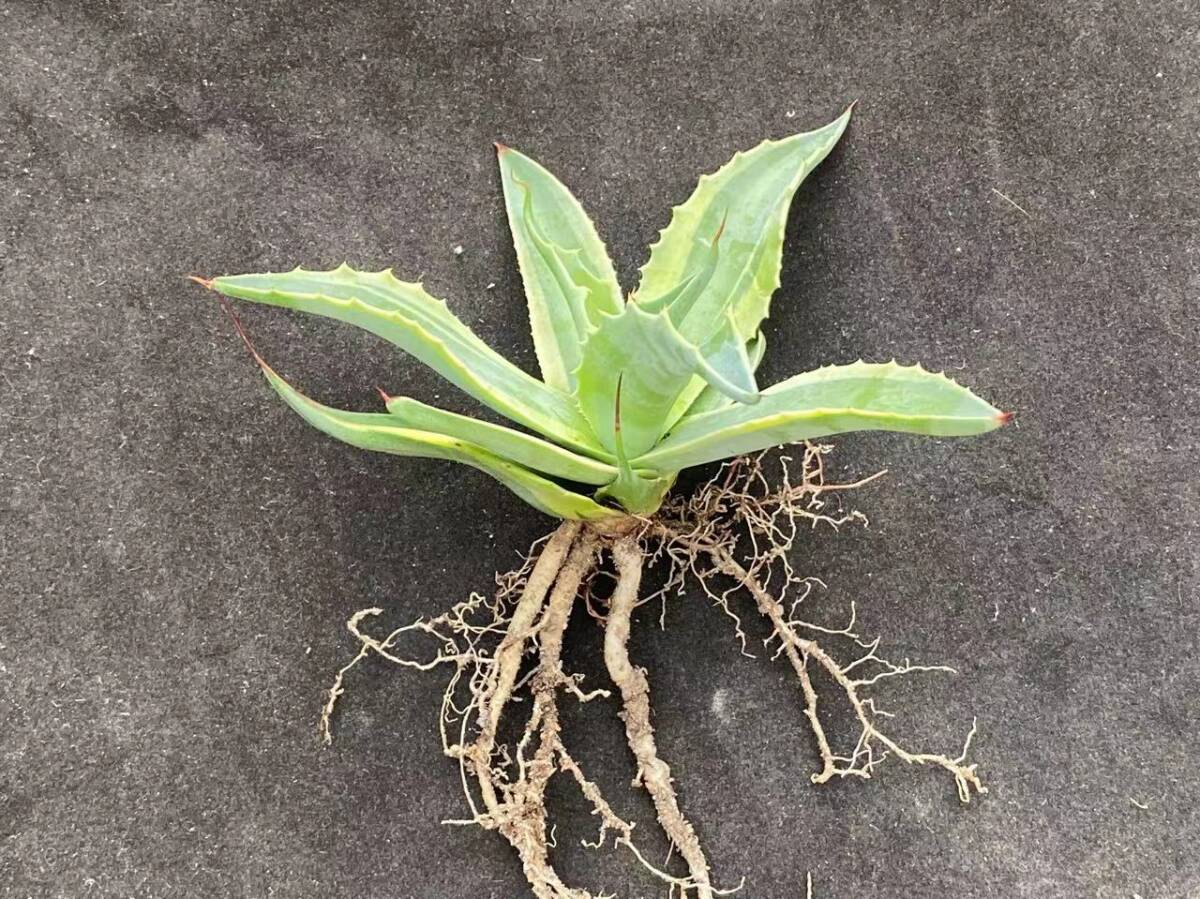 Yahoo!オークション - F76 多肉植物 アガベ オバティフォリア オルカ ...