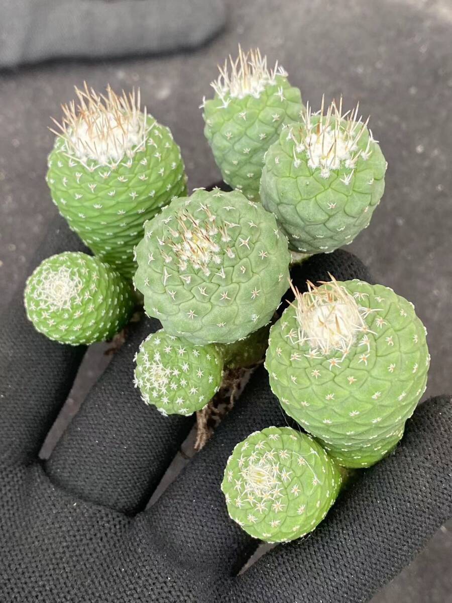 Yahoo!オークション - F96 多肉植物 サボテン Strombocactus disciform...