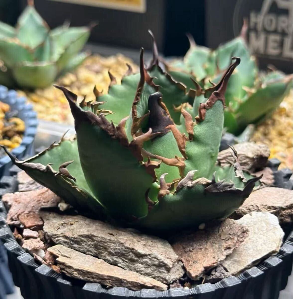 Yahoo!オークション - アガベ チタノタ A2464シルバーウィング芽