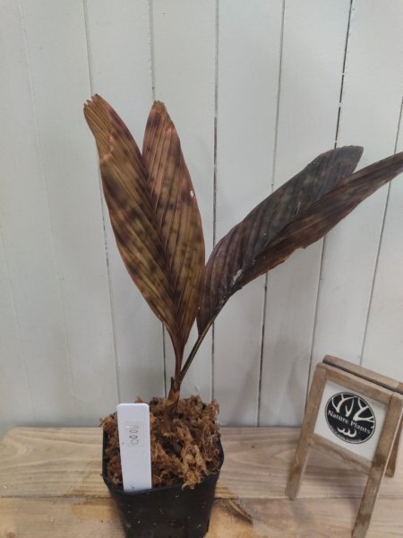 Yahoo!オークション - Q008超激レア 希少貴重種 大株 ピナンガ ヴィー...