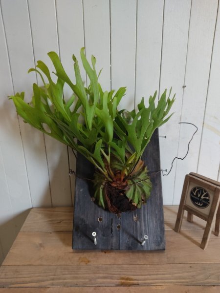 Yahoo!オークション - M143ビカクシダ プラティケリウム Mサイズ リド...