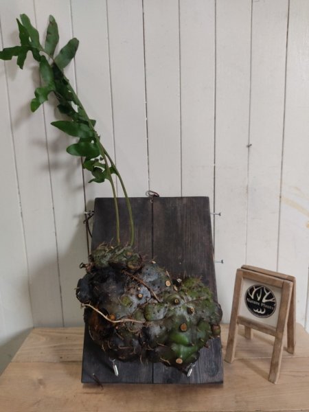 Yahoo!オークション - K002超大株 レカノプテリス カルノーサ ワイルド...