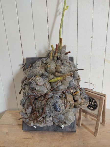 Yahoo!オークション - M175超大株 レカノプテリス ロマリオイデス ワイ...