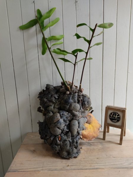 Yahoo!オークション - B096超大株 レカノプテリス ロマリオイデス ワイ...