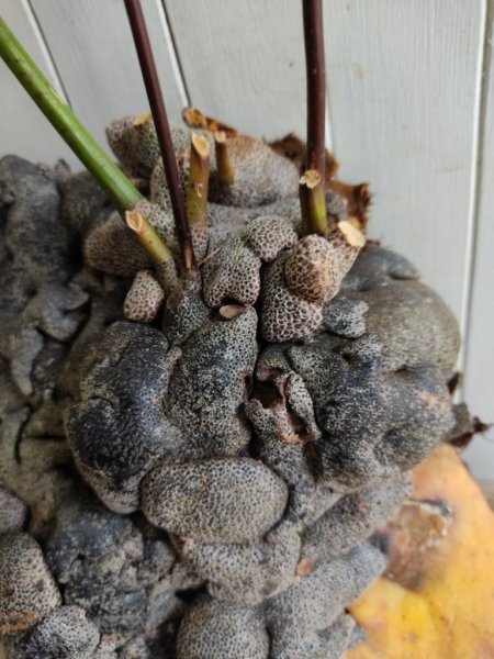 Yahoo!オークション - B096超大株 レカノプテリス ロマリオイデス ワイ...