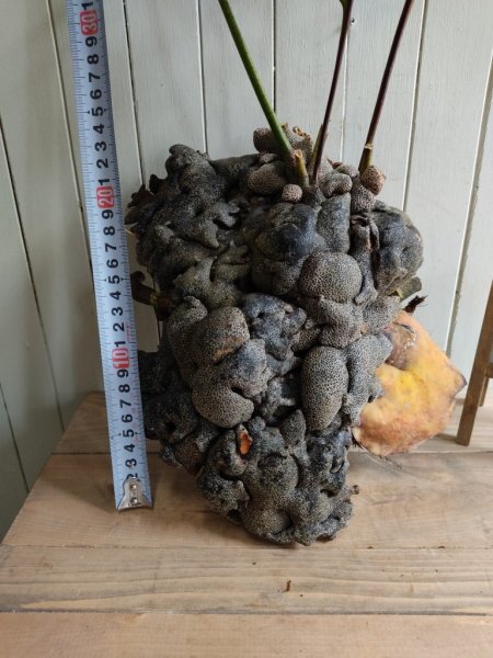 Yahoo!オークション - B096超大株 レカノプテリス ロマリオイデス ワイ...